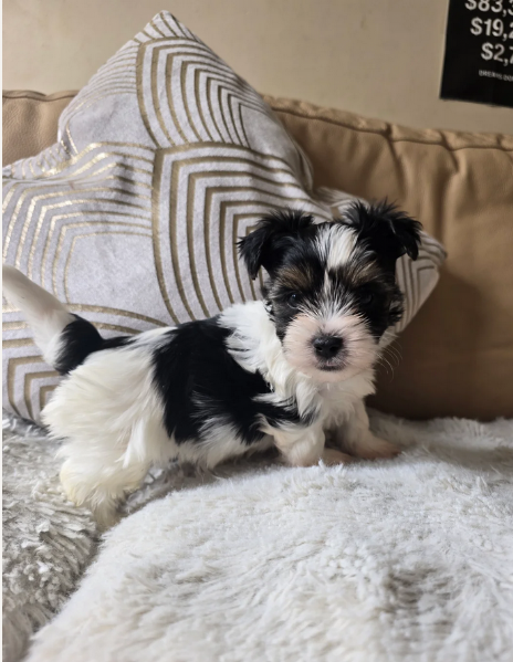 Biewer Yorkshire Terriers toy picolo razza per adozione regalo