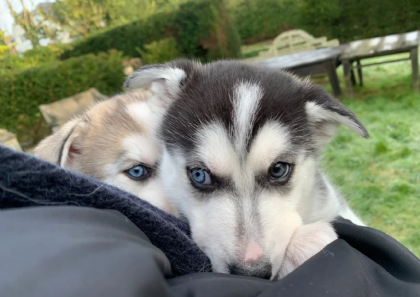 meraviglioso cucciolo husky per adozione