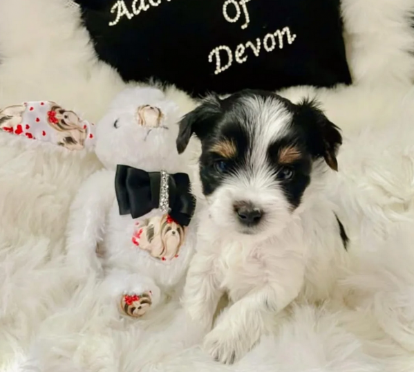 Biewer Yorkshire Terrier toy picolo razza per adozione regalo