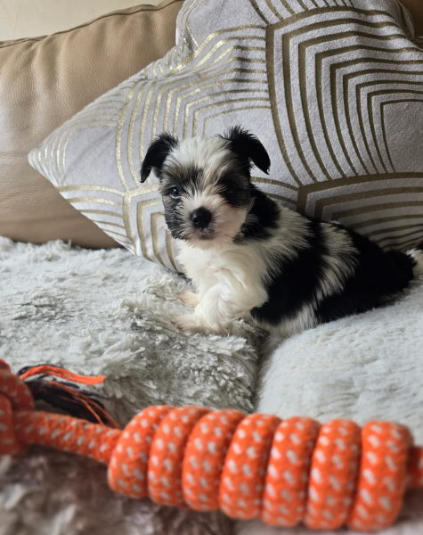 Biewer Yorkshire Terrier toy picolo razza per adozione regalo