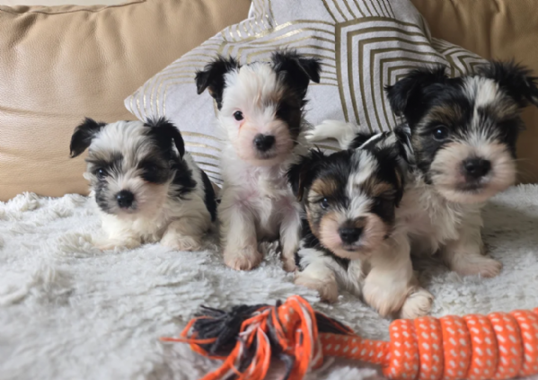 Biewer Yorkshire Terrier toy picolo razza per adozione regalo