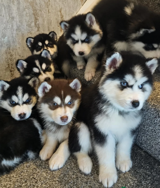 Siberian Husky per la dozione