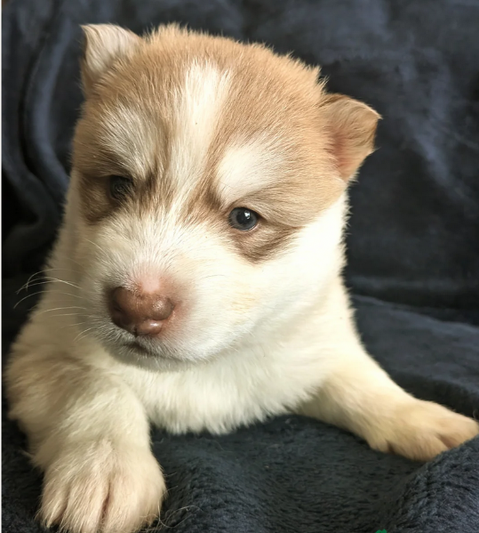 cuccioli di siberian husky maschi e femmine per adozione
