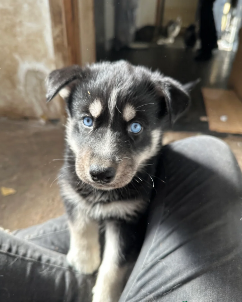 cuccioli di siberian husky maschi e femmine per adozione