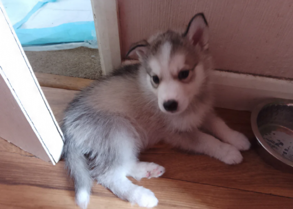 cuccioli di siberian husky maschi e femmine per adozione