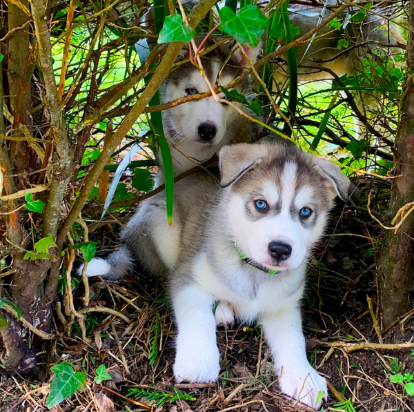 cucciolo di husky per adozione