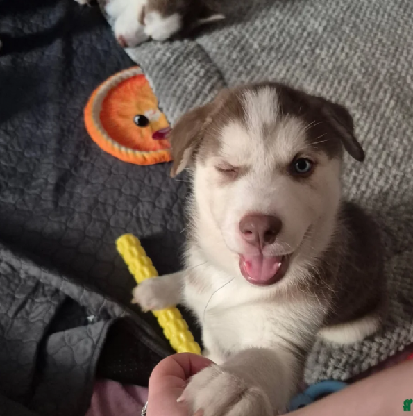 cucciolo di husky per adozione