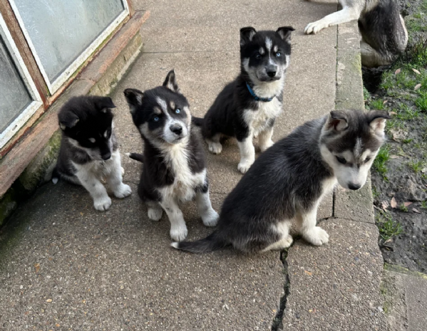 cucciolo di husky per adozione
