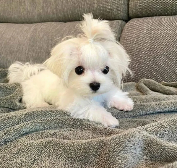 piccolissima cuccioli di Maltese per ladozione
