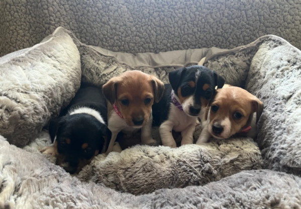 per adozione cuccioli di Jack Russel