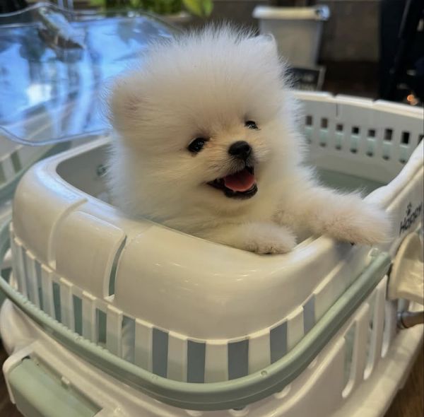 Bellissimi cuccioli di Volpino Pomerania
