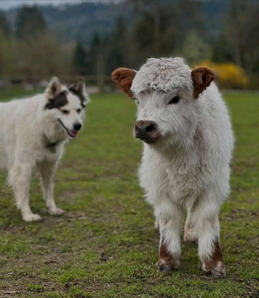 Ho delle mucche mini highland maschi e femmine in vendita. Contattateci ...
