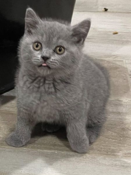 Gattini British Shorthair