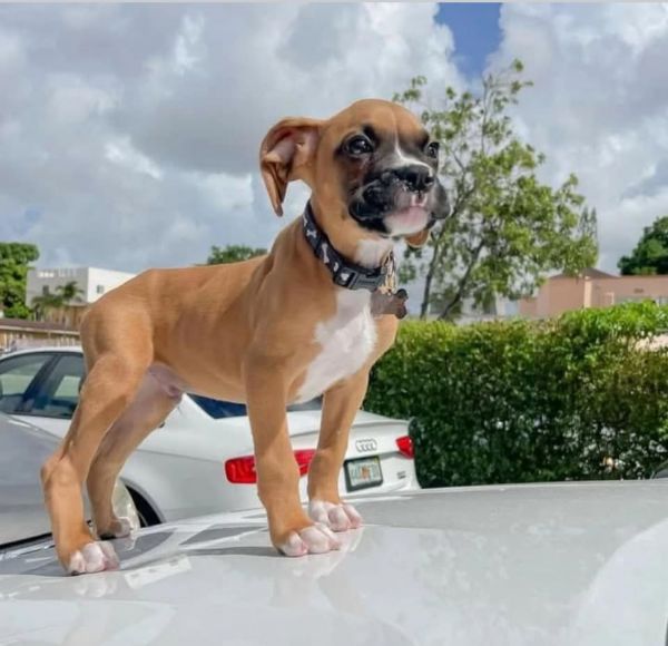 Cucciolo Boxer maschio e femmina
