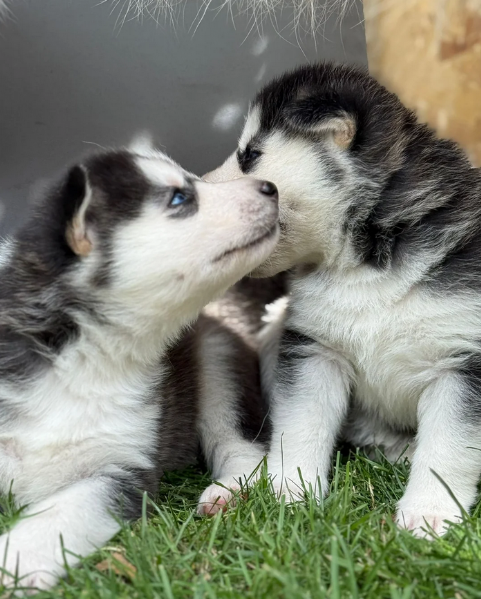 CUCCIOLI DI SIBERIAN HUSKY ALLEVATI CON AMORE per adozione