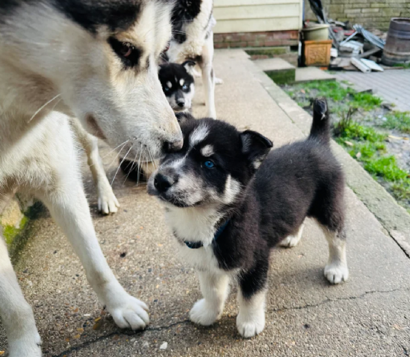 meraviglioso cuccioli di Husky per ladozione