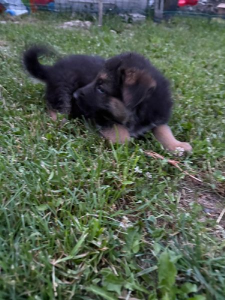 Cuccioli di Pastore Tedesco