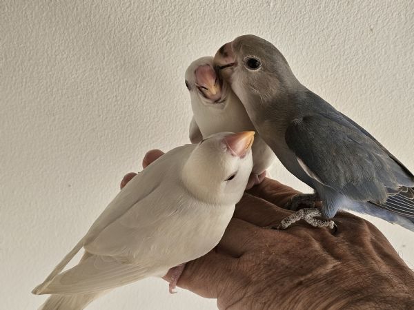 Inseparabili allevati a mano