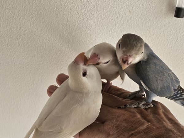 Inseparabili allevati a mano