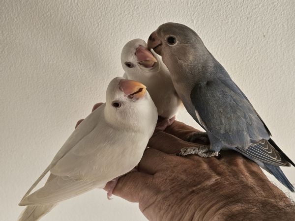 Inseparabili allevati a mano