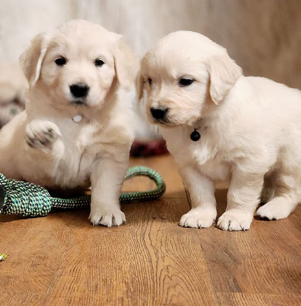 Cuccioli di Golden Retriever in Vendita – Maschio e Femmina