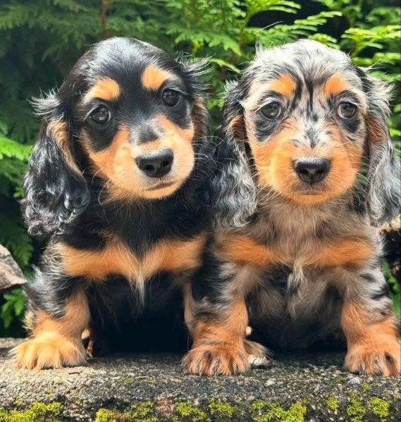 Regalo 2 toy Cuccioli di bassotto di 10 settimane