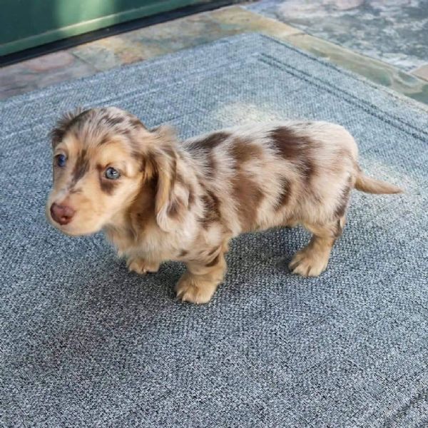 Regalo Cane bassotto