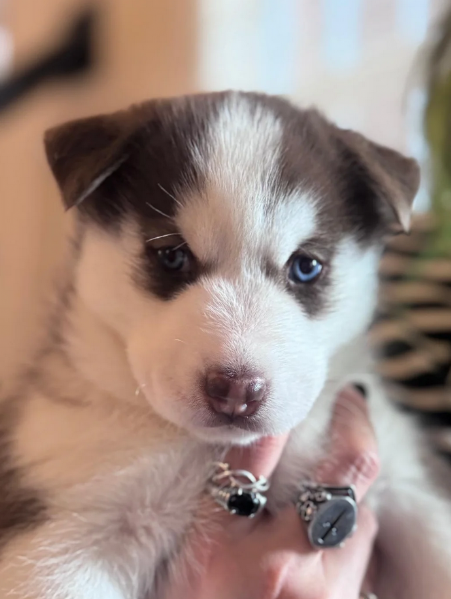 meraviglioso per adozione cuccioli di husky per ladozione