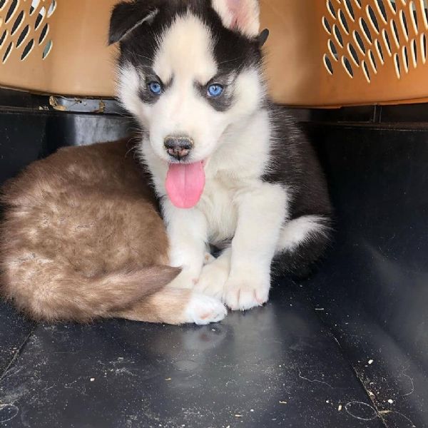 meraviglioso per adozione cuccioli di husky per ladozione