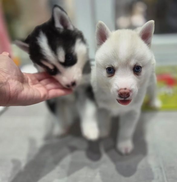 dolcissimi cuccioli di Husky per adozione