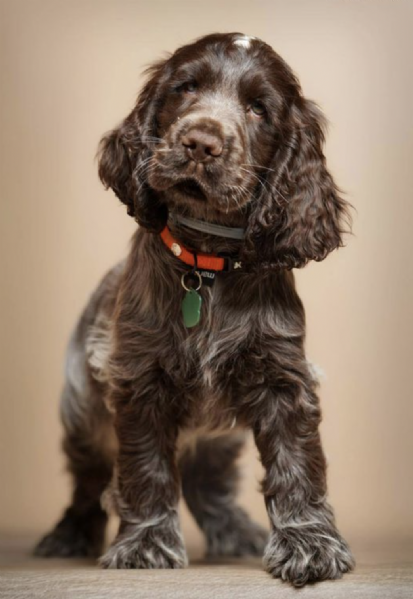 REGALO CUCCIOLI DI COCKER SPANIEL