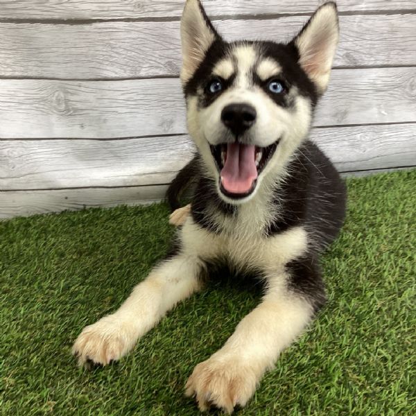 Siberian Husky