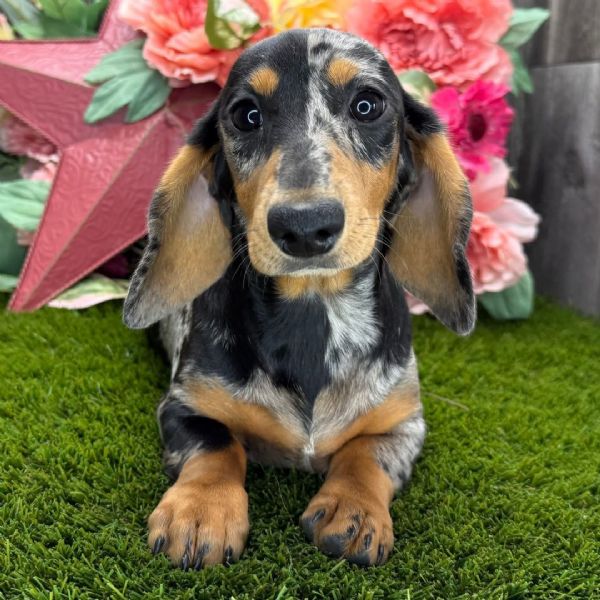 Bassotto Toy (cuccioli maschio e femmina)
