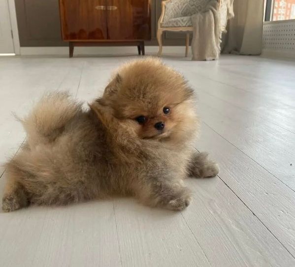 Volpino Pomeranian (cuccioli maschio e femmina)