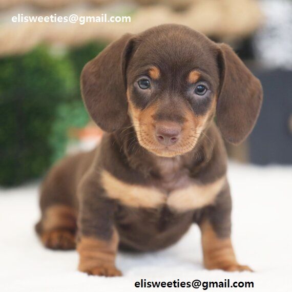 adorabili cuccioli bassotto femminucce e maschietti disponibili i ...