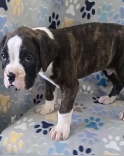 Boxer (cuccioli maschio e femmina)