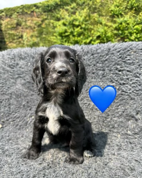 Regaliamo i nostri cuccioli di Cocker Spaniel Inglese, maschio e femmina