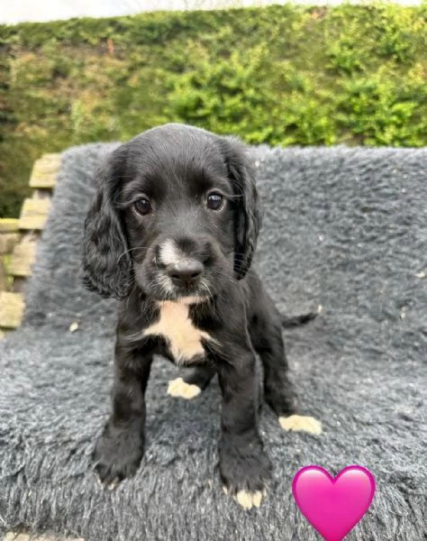 Regaliamo i nostri cuccioli di Cocker Spaniel Inglese, maschio e femmina