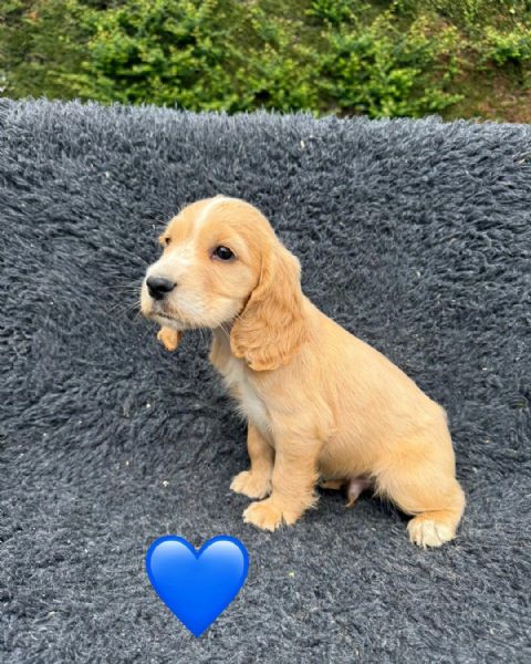Regaliamo i nostri cuccioli di Cocker Spaniel Inglese, maschio e femmina