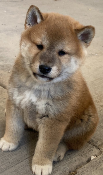 cuccioli shiba maschio e femmina per adozione