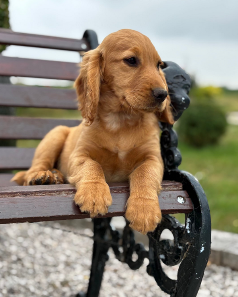 Cuccioli di Cocker Spaniel fantastici e bellissimi.