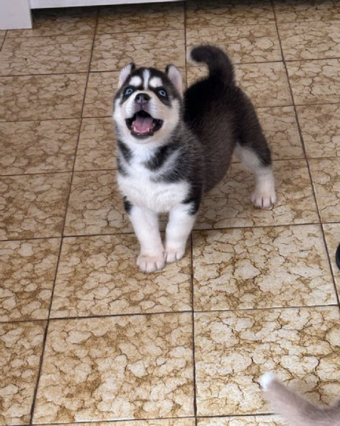 REGALO HUSKY