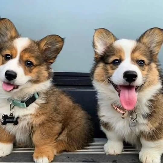 Cuccioli di Corgi disponibili per l'adozione
