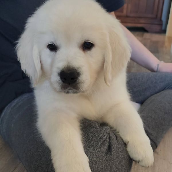 Disponibili cuccioli di Golden retriever