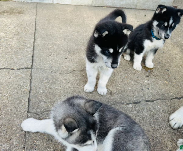 cuccioli di siberian husky per l'adozione