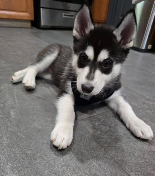 Siberian Husky (cuccioli maschio e femmina)
