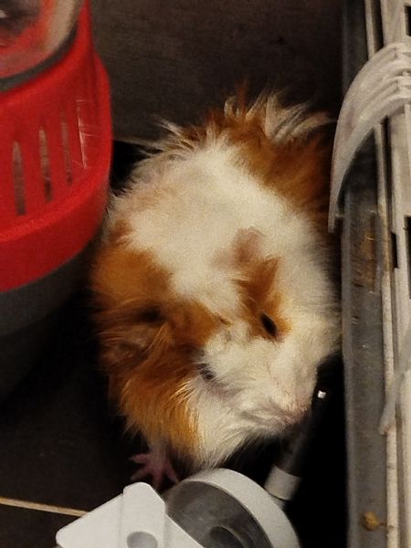 Regalo due cavie peruviane a pelo medio