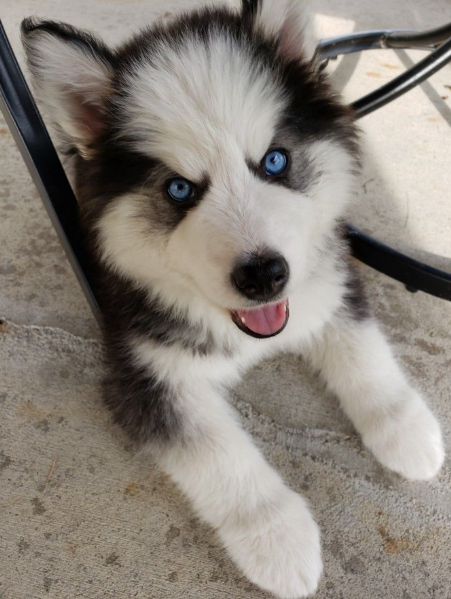 cucciolo di husky per adozione