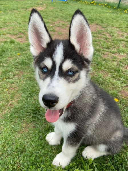 cucciolo di husky per adozione
