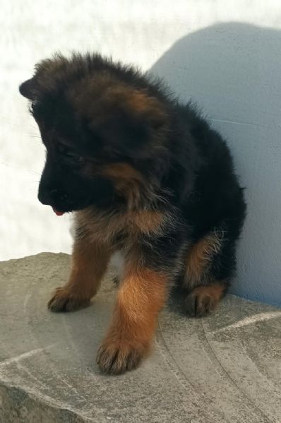 Cuccioli pastore tedesco